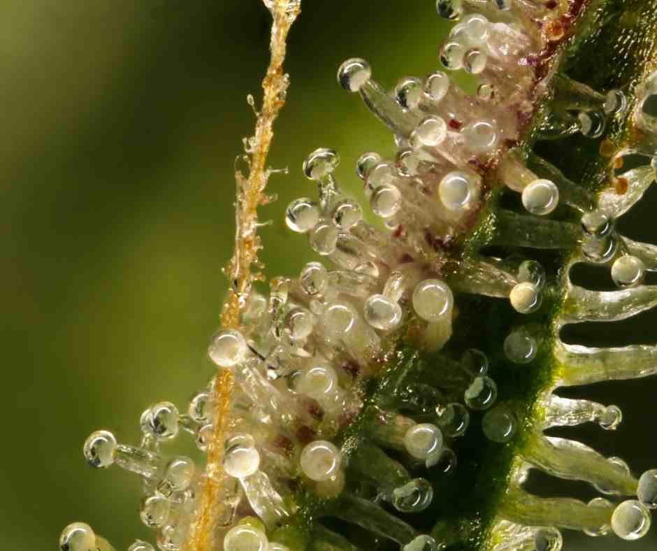 Trichomy | CBDčko.cz